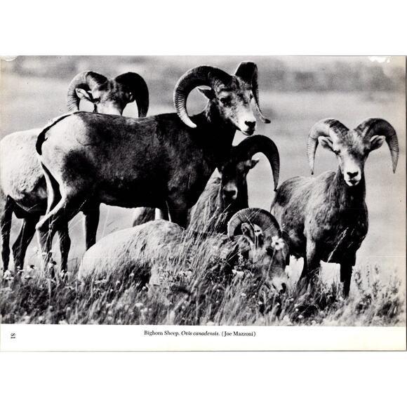 None and/or Unknown | Other | Bighorn Sheep Ovis Canadensis Joe Mazzoni ...